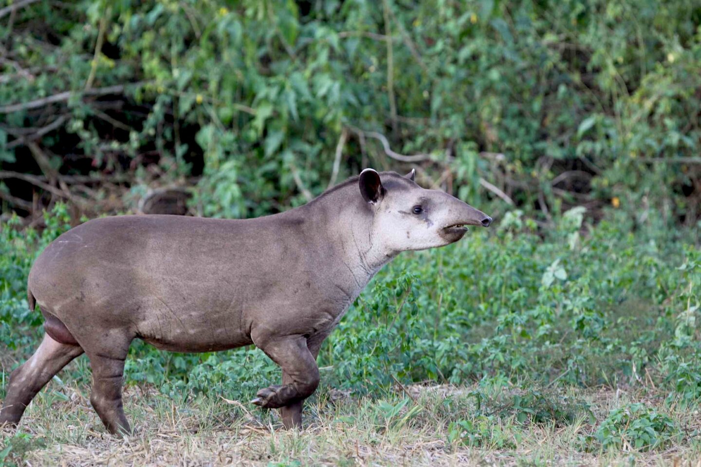 Brazilian Tapir, Tapirus terrestris 5 - Blog 4Elementos