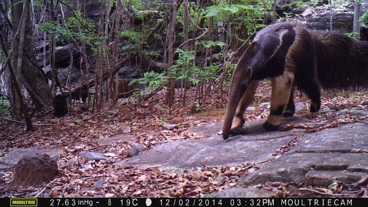 Dia do Cerrado: parques e reservas são essenciais para conservação da ...