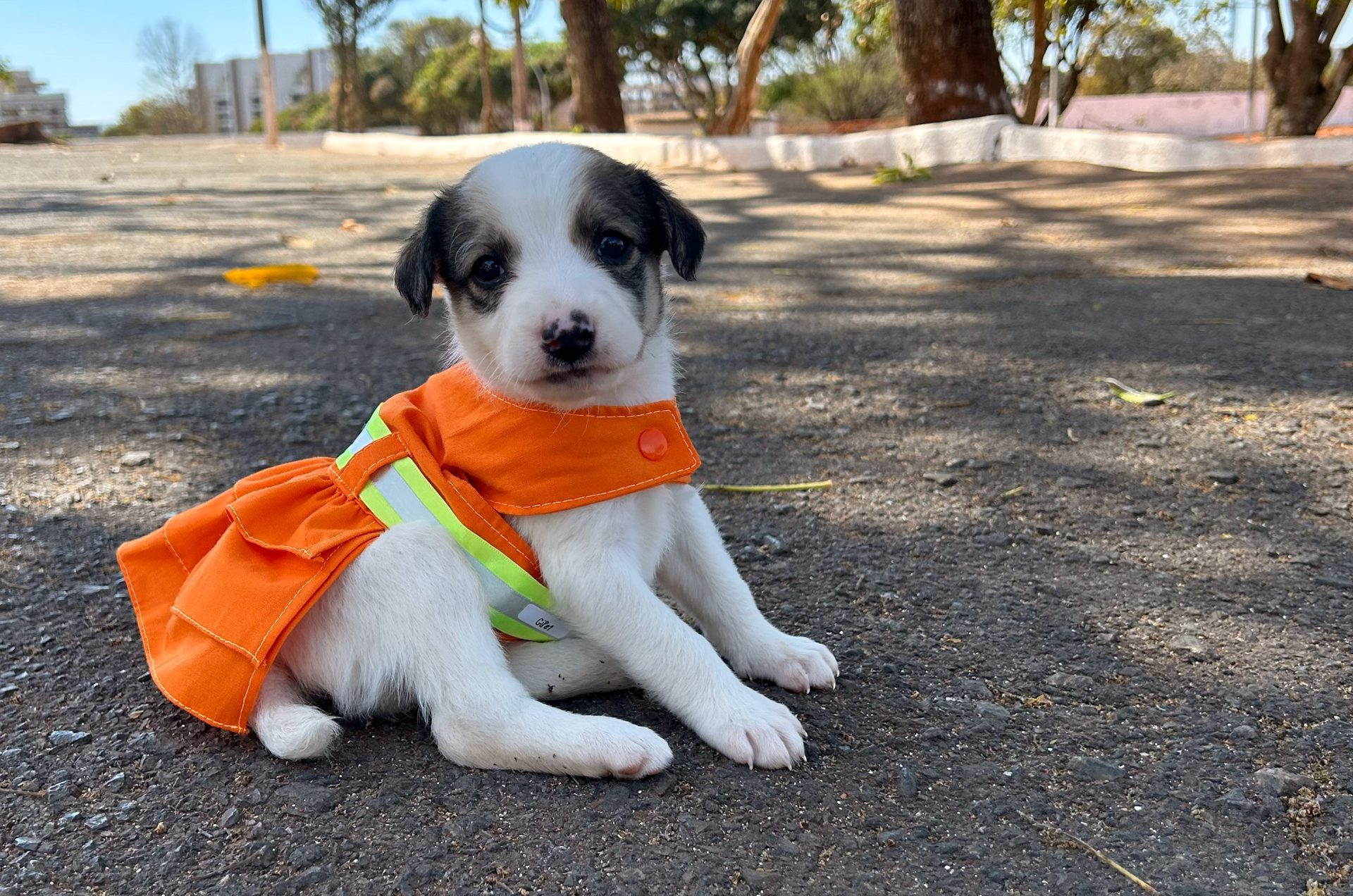 Animais têm sentimentos, segundo define lei distrital - CB Poder