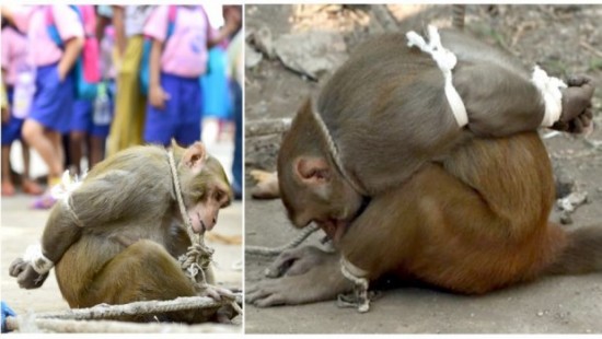 Arquivos animais perdidos - Blog Mais Bichos