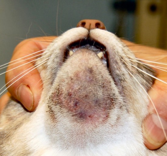 Acne felina: conheça o problema - Blog Mais Bichos