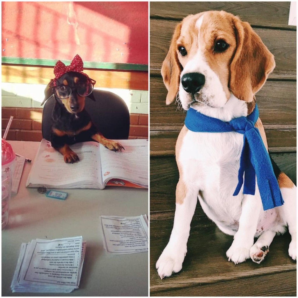 Enzos e Valentinas do mundo pet - Blog Mais Bichos