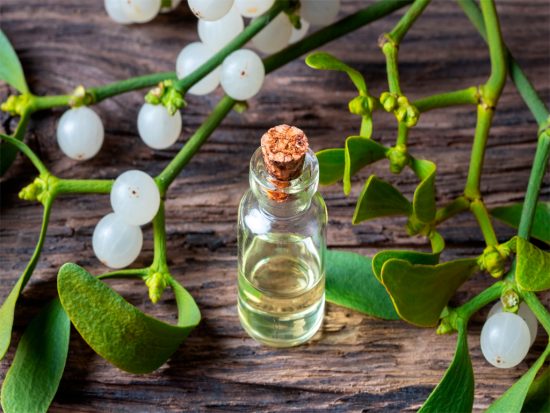 Planta Viscum album é opção para tratar o câncer - Blog Mais Bichos