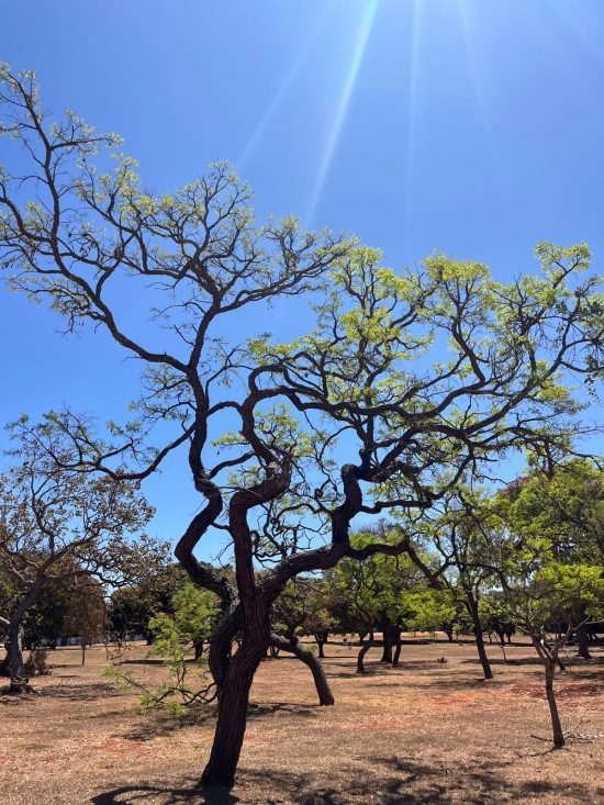Belezas do Cerrado na seca - Blog | Nosso Parque da Cidade