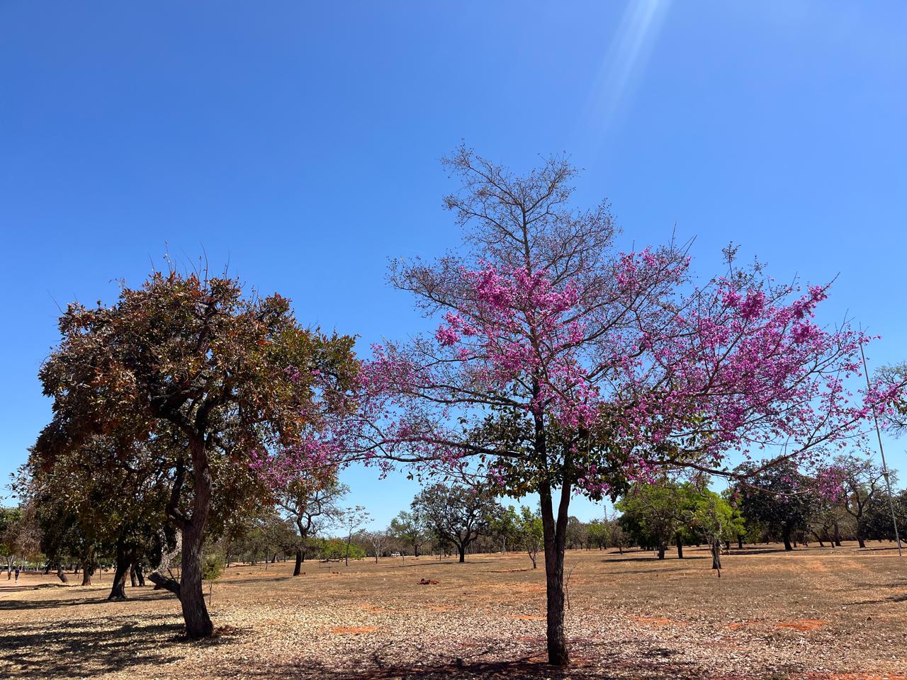 Belezas do Cerrado na seca - Blog | Nosso Parque da Cidade