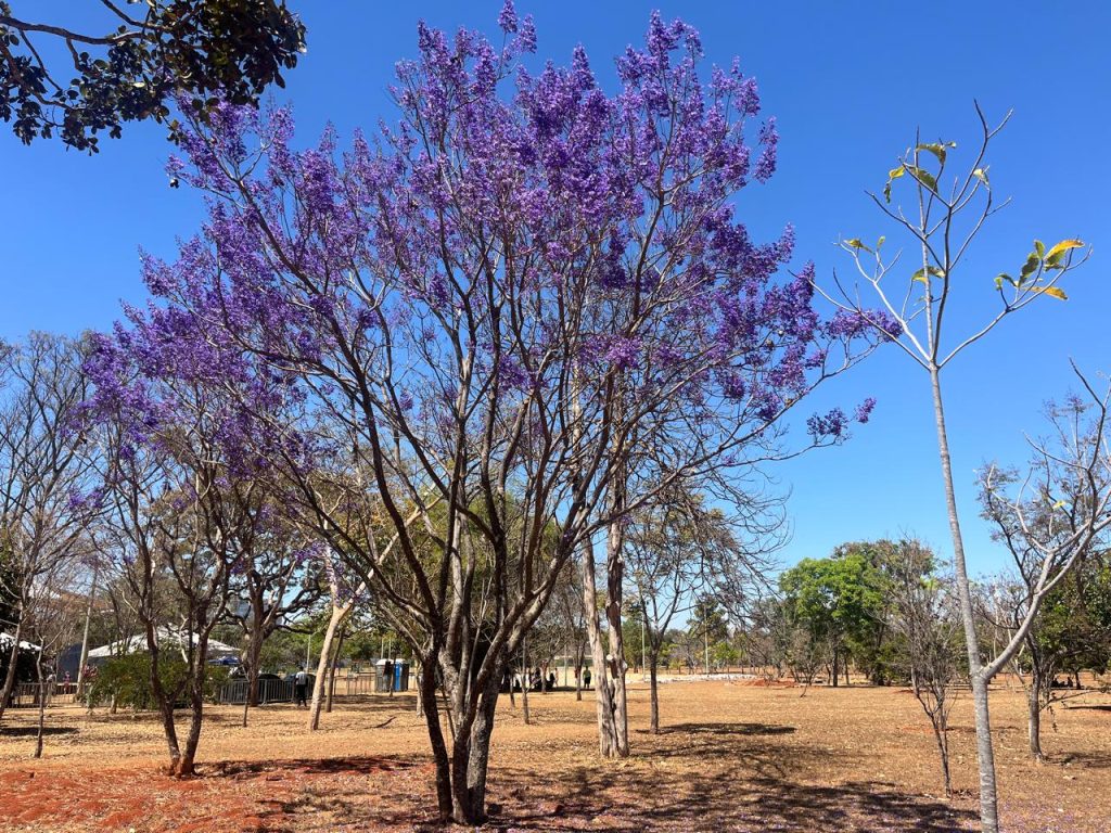 Belezas do Cerrado na seca - Blog | Nosso Parque da Cidade