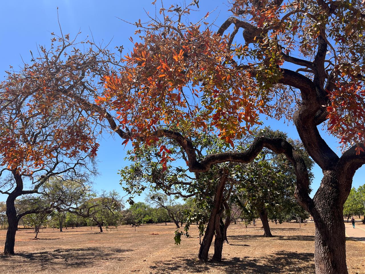 Belezas do Cerrado na seca - Blog | Nosso Parque da Cidade