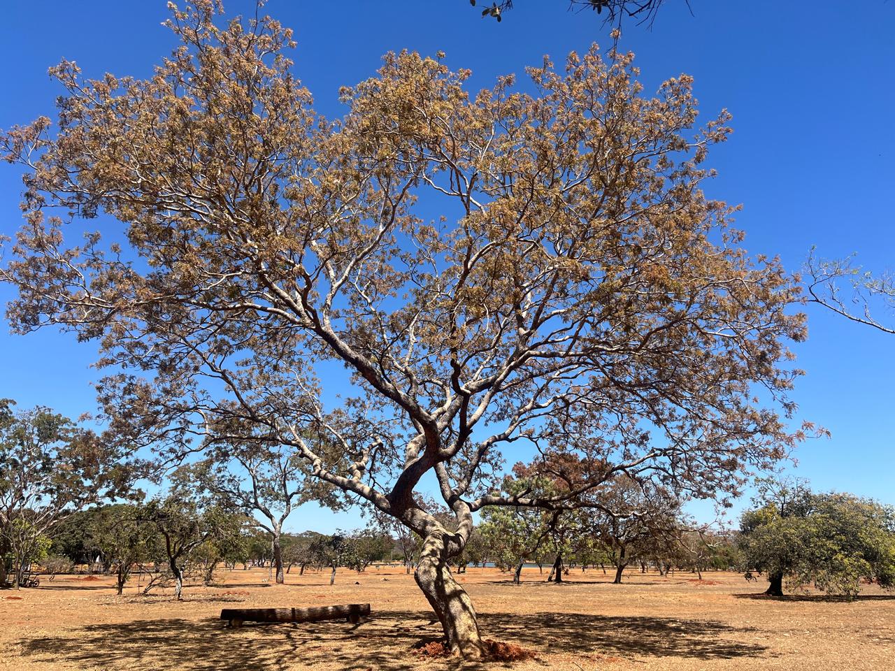 Belezas do Cerrado na seca - Blog | Nosso Parque da Cidade